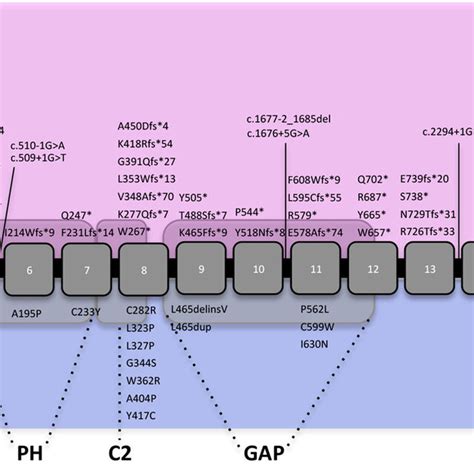 Syngap Localization In Cultured Neurons A Overexpression Of