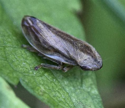 Philaenus Spumarius Bugguide Net