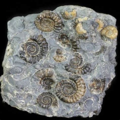 Fossilseg Semantic Segmentation Dataset And Pre Trained Model By Deeplearning