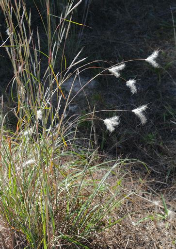 Splitbeard Bluestem Native American Seed