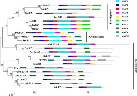 Clustering Of 19 Complete Lec1 Type Ccaat Binding Protein Of Various Download Scientific