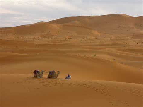 Natural Desert Landscaping