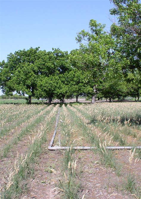 Texas Bluegrass Roots Native American Seed