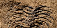 Zacanthoides Romingeri The Burgess Shale