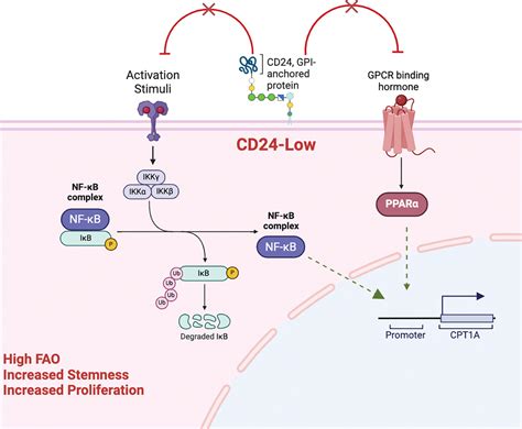 Cd24 Negativity Reprograms Mitochondrial Metabolism To Pparα And Nf κb Driven Fatty Acid β