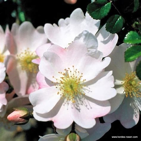 Růže Medeo Nejkrásnější Růže