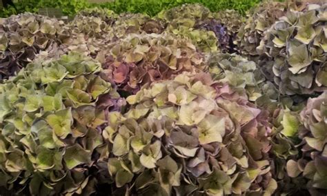 Hydrangea Hortensia Rodeo Classic