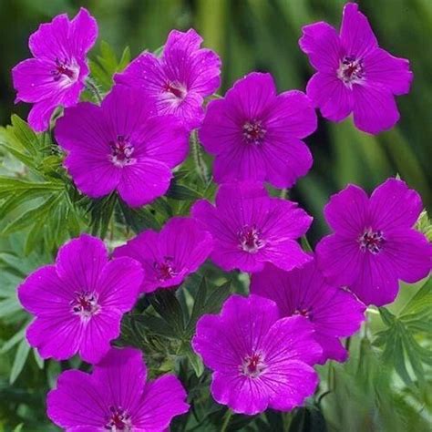 25 Tiny Monster Geranium Seeds For Garden Planting Usa Gardens Free