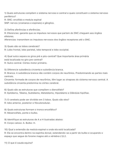 Snc E Snp Pdf Sistema Nervoso Central Medula Espinhal