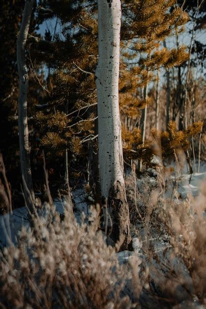 Premium Photo Forest Background