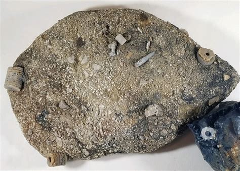Crinoid Specimen 1 Lb 13oz And 11 Oz 2 Piece Set Etsy