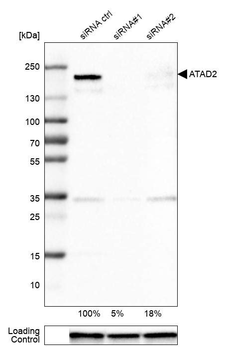 Anti Atad2 Monoclonal Atlas Antibody