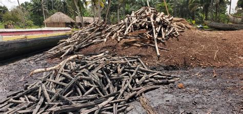 Greenlife West Africa Engages Youth For Mangrove Restoration In Yawri