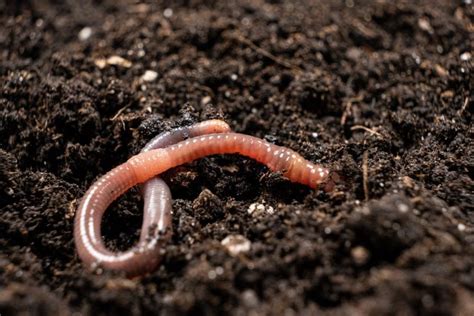 25 Warning Signs Your Garden Soil Is Too Acidic—and How To Fix It Fast
