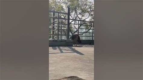 Beautiful 🦚 ️ Youtube