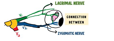 Nerve Supply To The Lacrimal Gland Made Extremely Easy Insight