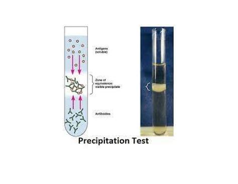Ag Ab Reactionspdf Microbiology And Botany Pdf