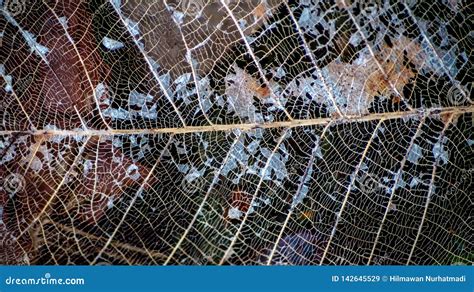 Detail Closeup Structure Of Decomposed Leaf Stock Image Image Of