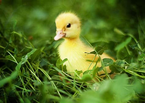 Chick In Grass Wallpaper Animals Wallpaper Better