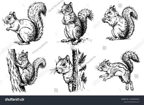 Set Squirrel Sketch On White Background Stock Vector Royalty Free