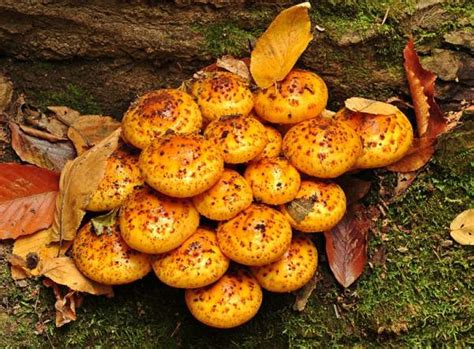 Pholiota Alchetron The Free Social Encyclopedia