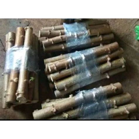 Jual Bibit Stek Batang Ubi Singkongubi Kayu Perikat 13pcs Shopee Indonesia