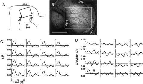 Oscillatory Spontaneous Optical Signals Recorded With 540 Nm Light A