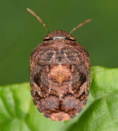 Stethaulax Marmorata Bugguidenet