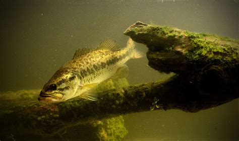 Largemouth Bass Animal Pictures A Z Animals