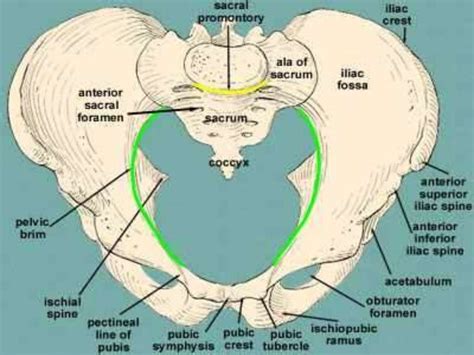 Female Pelvis Ppt