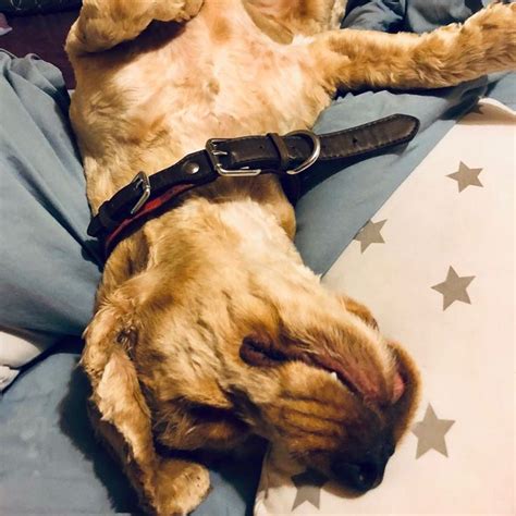 Pin By Saskia Buehner On Cocker Cocker Spaniel ️ ️ ️ English Cocker