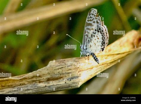 Cassius Blue Leptotes Cassius Insecta Noord Paramaribo Suriname