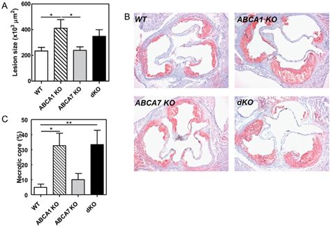 Atherosclerosis In The Aortic Root Of Ldlr Ko Mice Reconstituted With Download Scientific