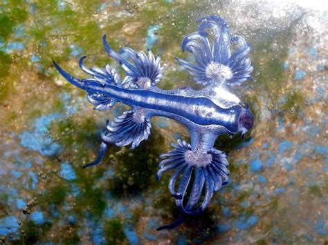 17 Surprisingly Real Animals