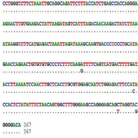 Sequence Alignment Of 365 Nucleotide Segment Of Leptin Geneof Egyptian