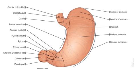 Stomach Diagram Anatomy Koibanainfo Stomach Diagram Digestive