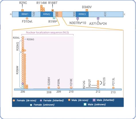 Full Genotype Map Of The Participants With Known Pathogenic Variants In Download Scientific