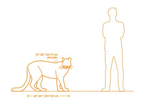 Big Cats Dimensions And Drawings