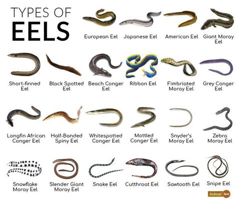 Eel Facts Types Reproduction Life Cycle Classification Pictures