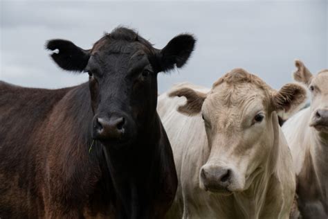 Angus Cows Breed Profile Characteristics And Facts