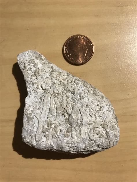 Can Someone Identify This Silurian Fossil Fossilid