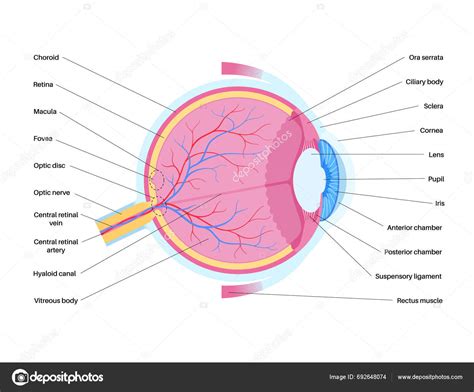 Eye Anatomy Poster Structure Human Eye Infographic Outermost Retina