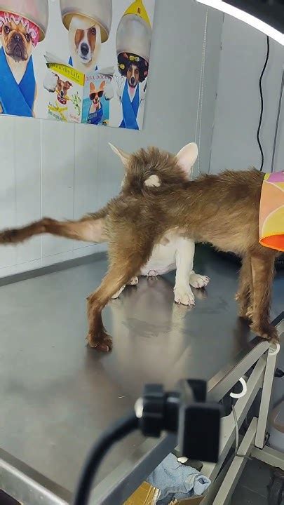 גריפון ובולדוג צרפתי הגזעים הכי טובים בעולם פספוס מי שלא שמע אולסטאר פאפיס 052 4883448 Youtube