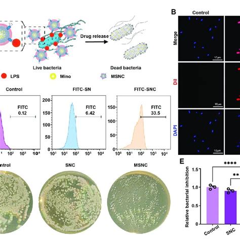 Targeting Antibacterial Effect Of Functioned Cell Membrane Coated Silk Download Scientific