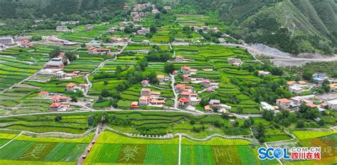 C视频｜马尔康夏繁基地，让油菜一年多收一季四川在线