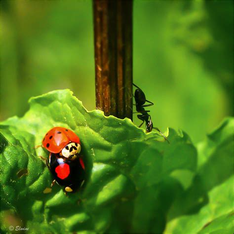 Der Spanner Foto And Bild Wald Makro Natur Bilder Auf Fotocommunity