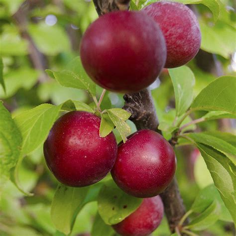 Plum Fruit Tree
