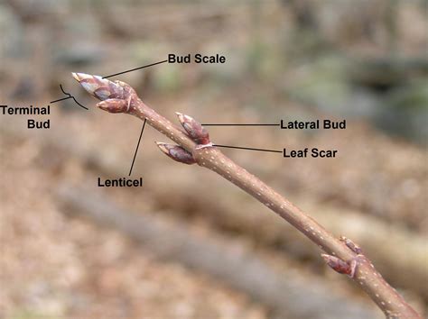 Plant Stem Stem Bud Scales Options For Enclosed In More Than 2 Scales
