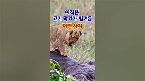 아직은 고기 먹기가 힘겨운 어린 사자 고기 사자 Youtube