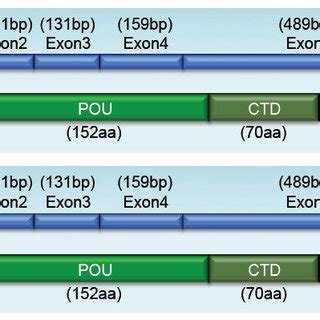 Oct4 Expression During The Mouse Life Cycle Cells And Tissues
